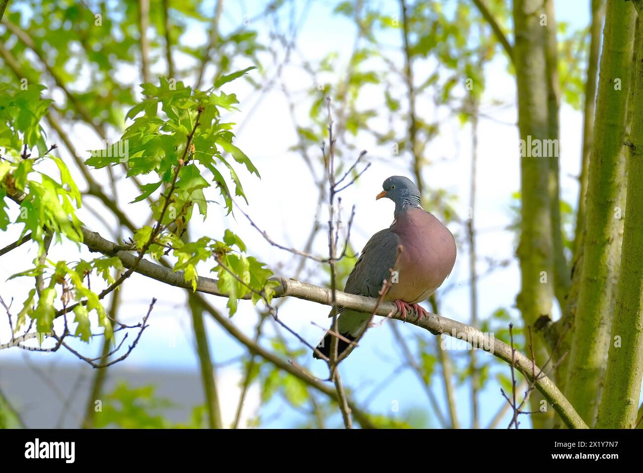 wild forest pigeon, wood pigeon, Columba palumbus, sitting on a branch ...