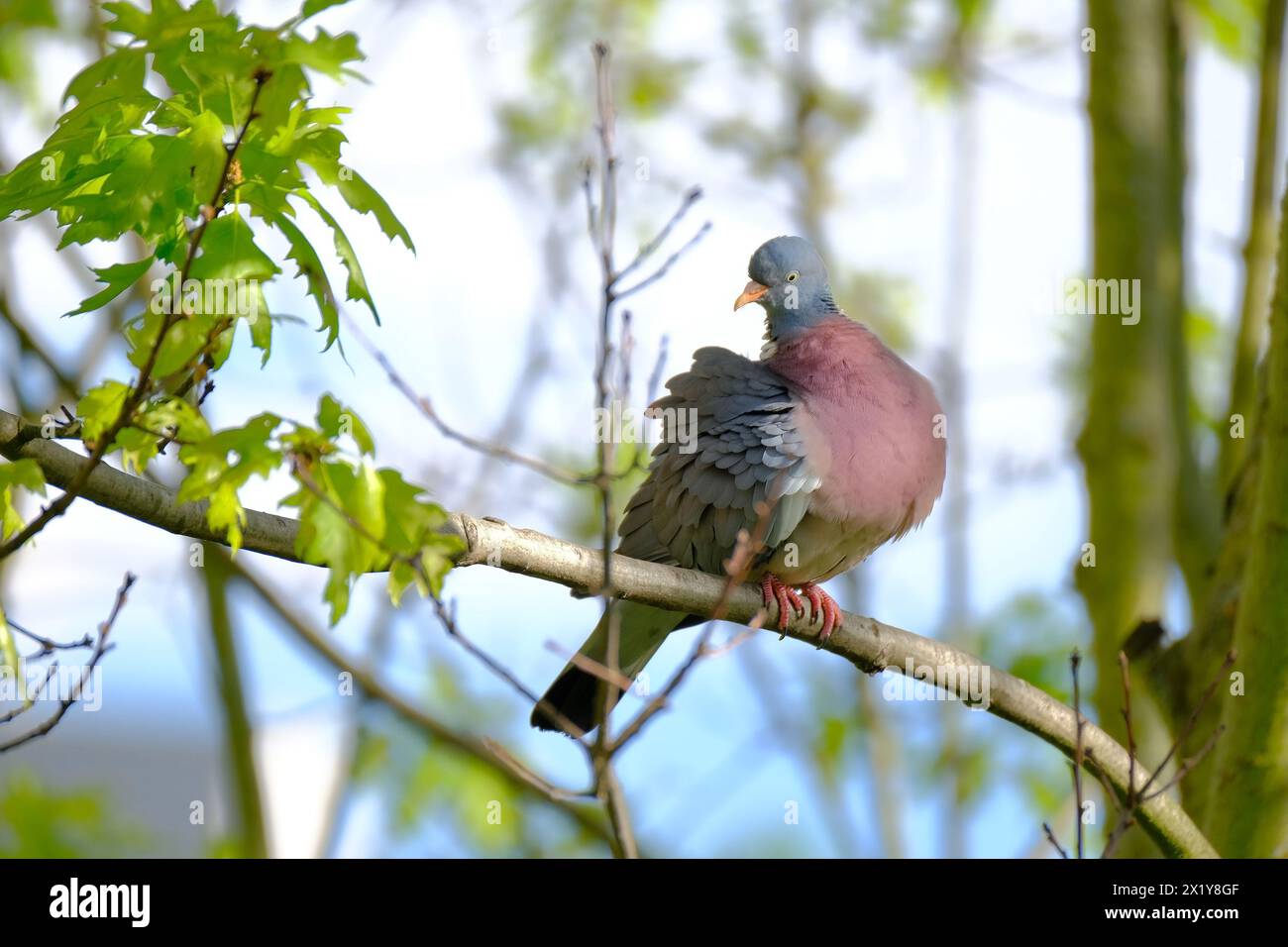 wild forest pigeon, wood pigeon, Columba palumbus, sitting on a branch ...