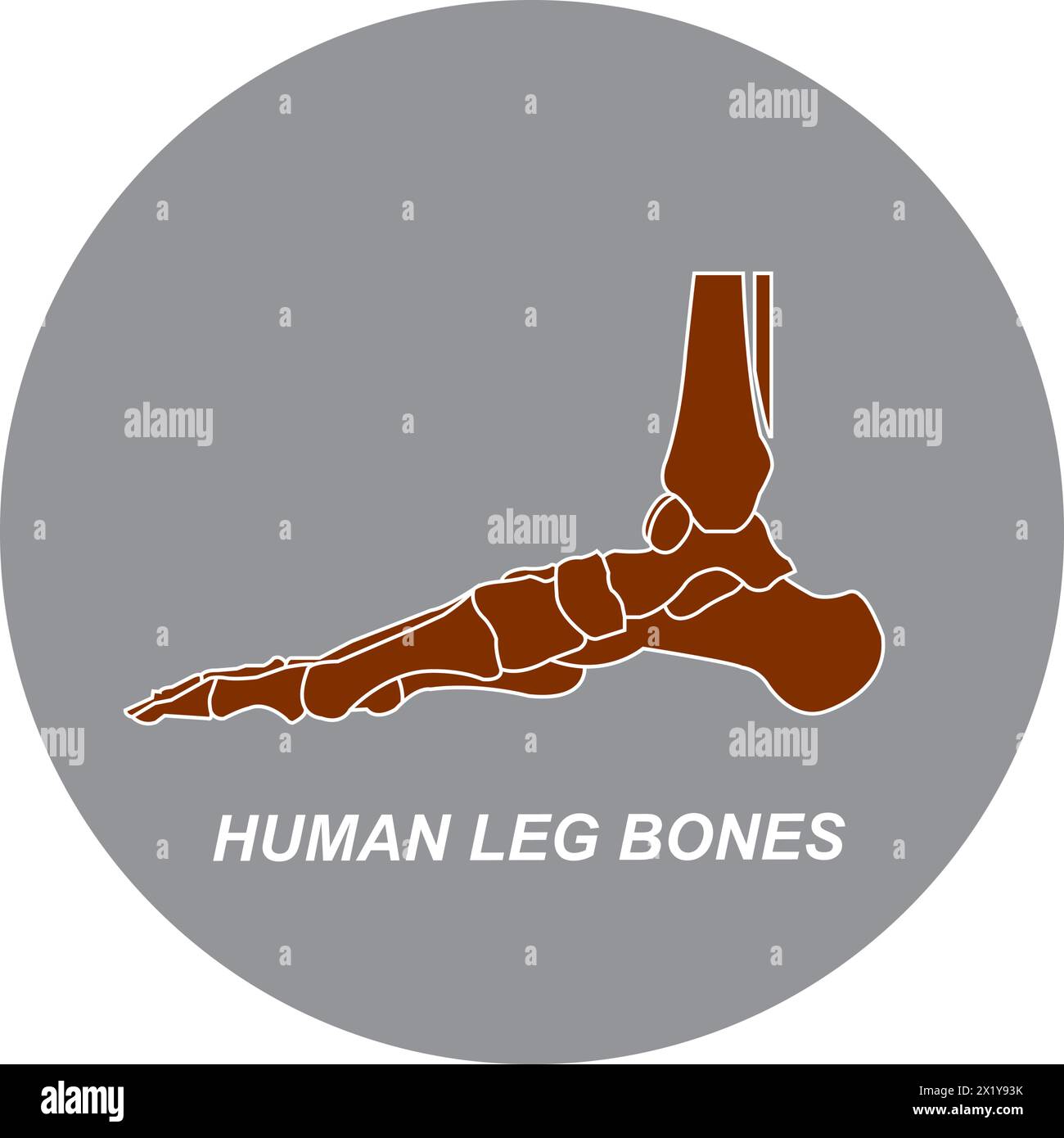 Elegance of human anatomy hi-res stock photography and images - Alamy