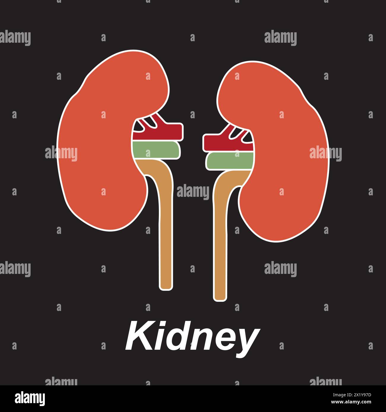 Renal function Stock Vector Images - Alamy