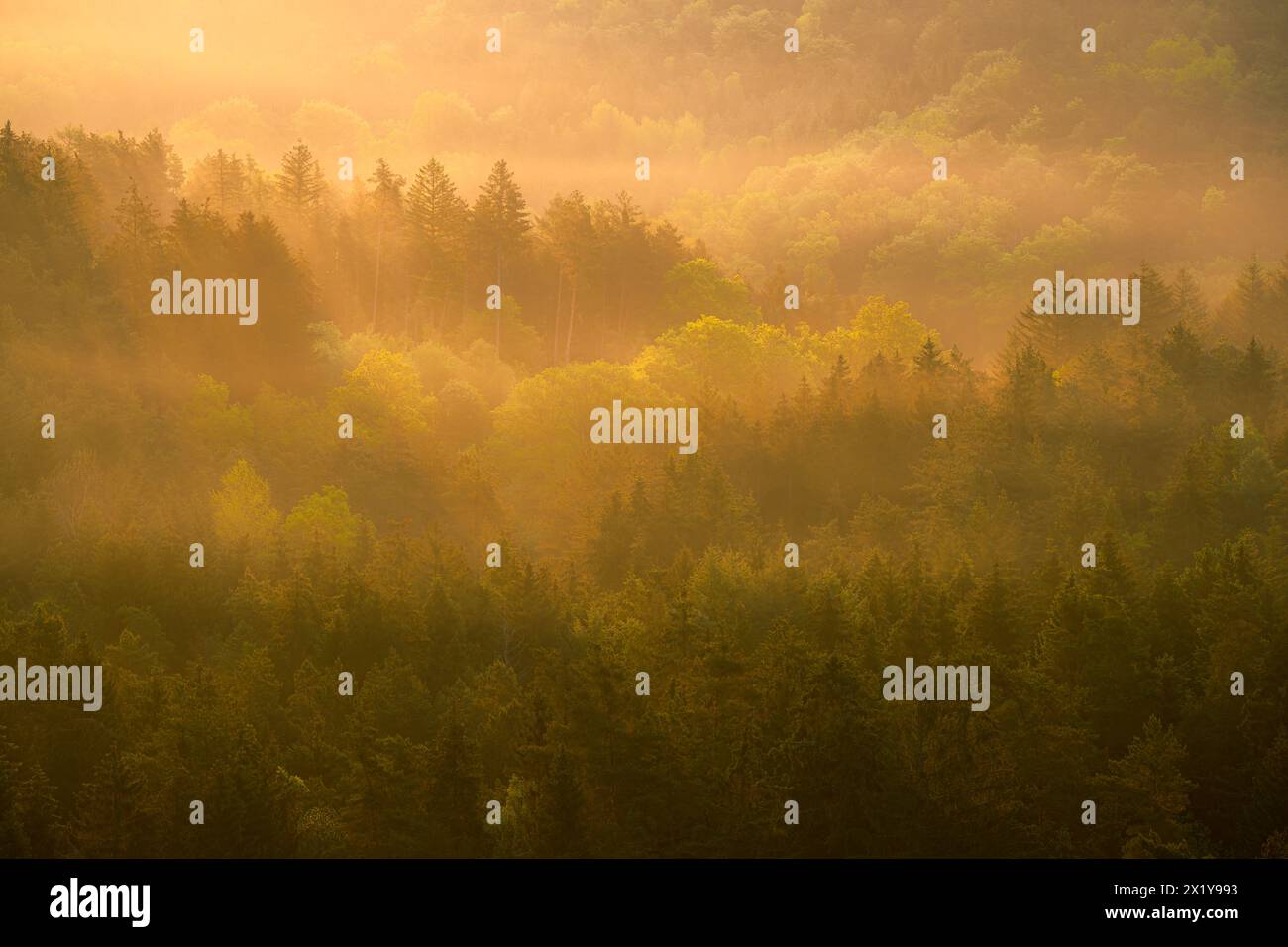 Fog rays in the Palatinate Forest, Dahn, Rhineland-Palatinate, Germany ...