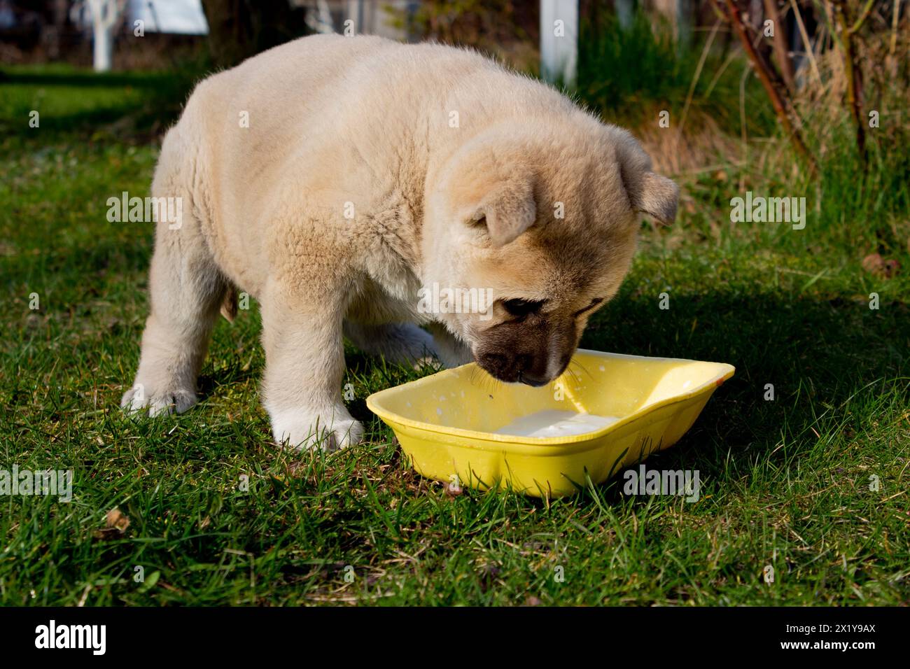 Dog eats from bowl grass hi-res stock photography and images - Alamy