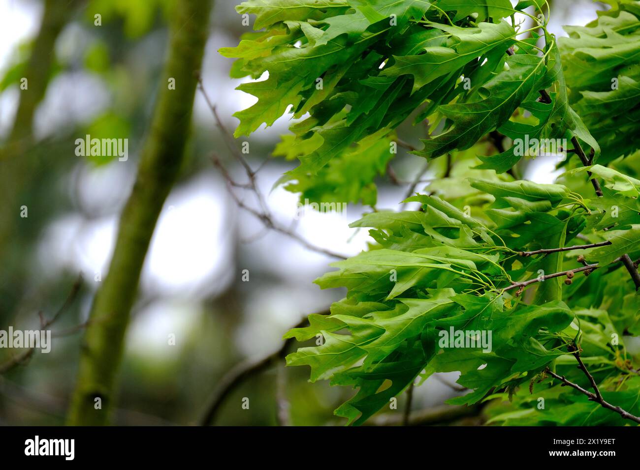 young green leaves of marsh oak, Quercus palustris in a spring garden ...
