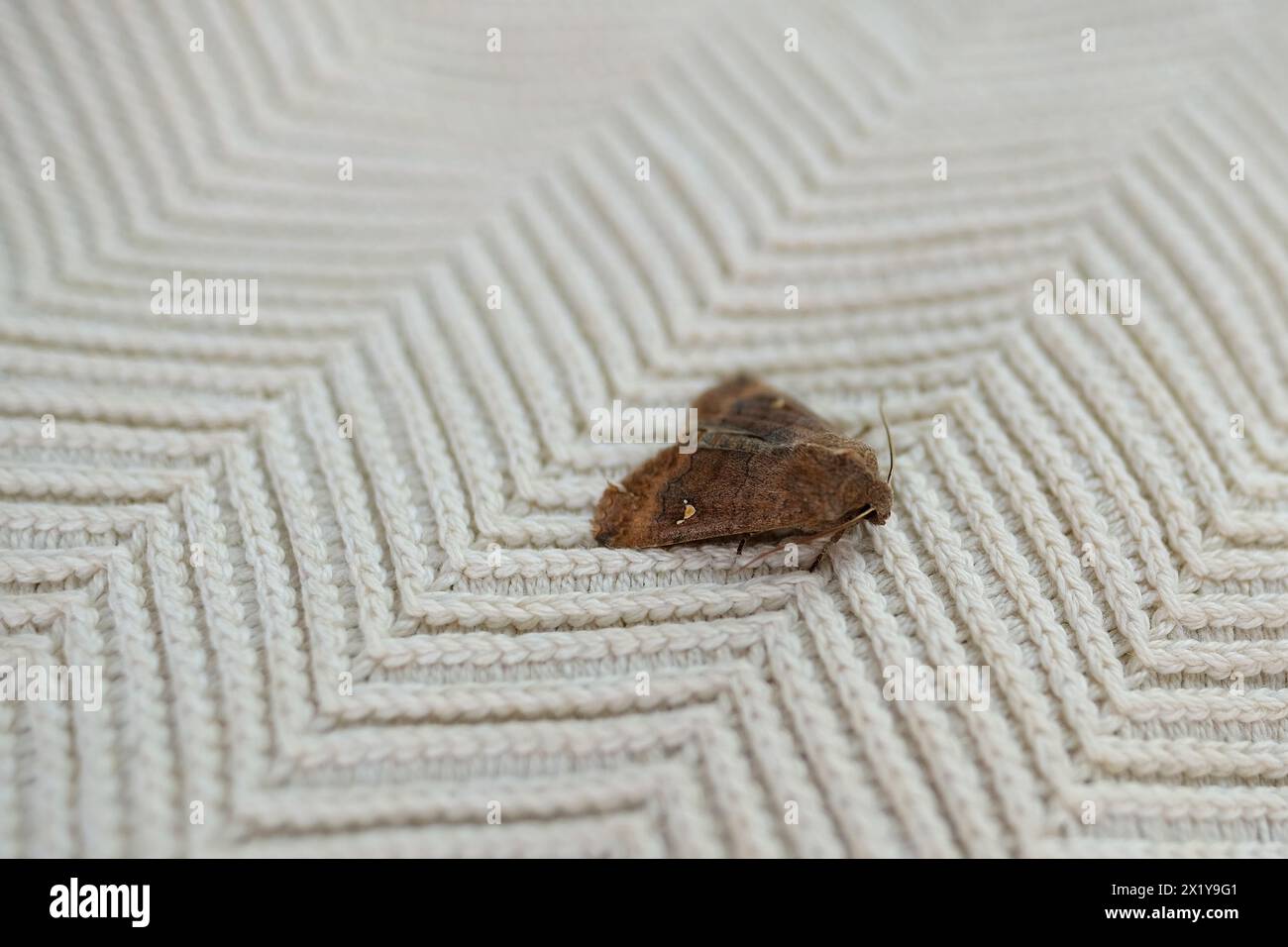 Clothes moth hi-res stock photography and images - Alamy