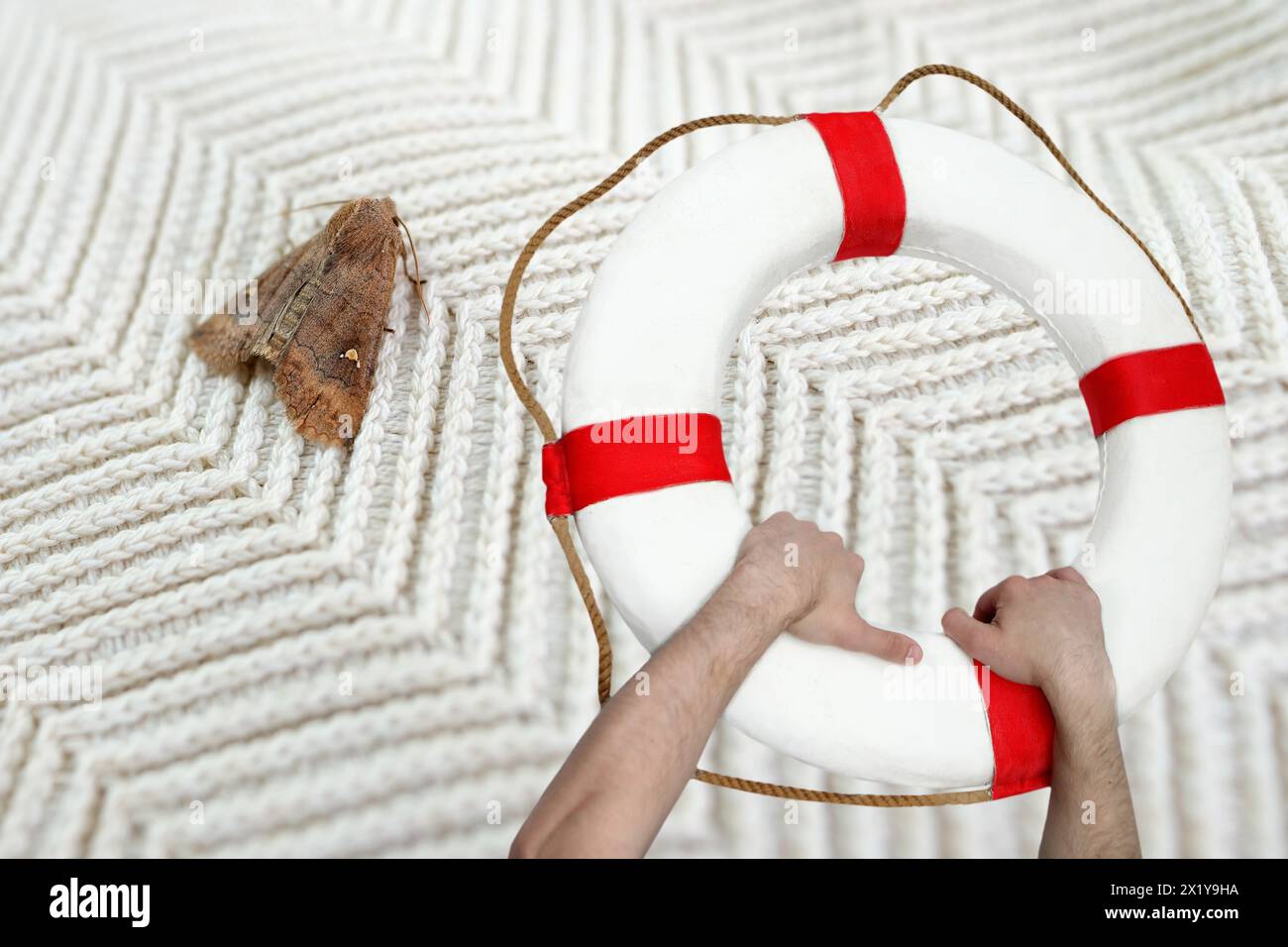 brown insect, Clothes moth, sitting on a white woolen sweater ...