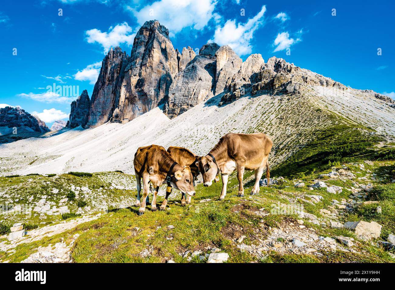 Description: Three cows socializing on alpine meadow with scenic view ...
