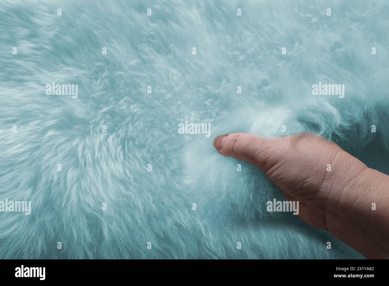 female hand ironing natural sheep fur, turquoise sheepskin texture with ...