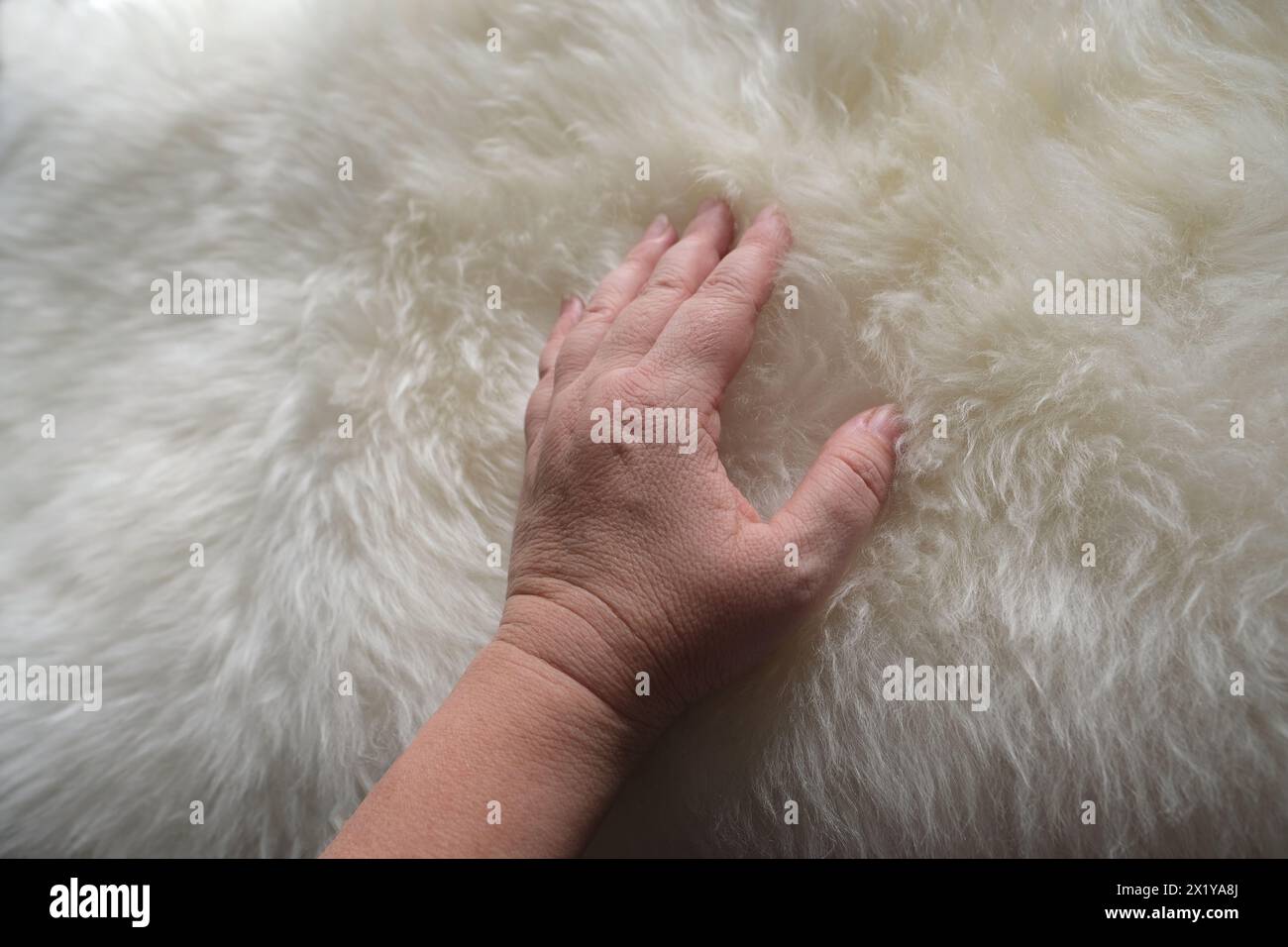 female hand ironing natural sheep fur, white sheepskin texture with ...