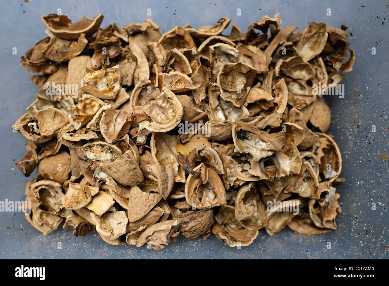 Closeup of empty walnut shells and partitions, Juglans regia, folk ...