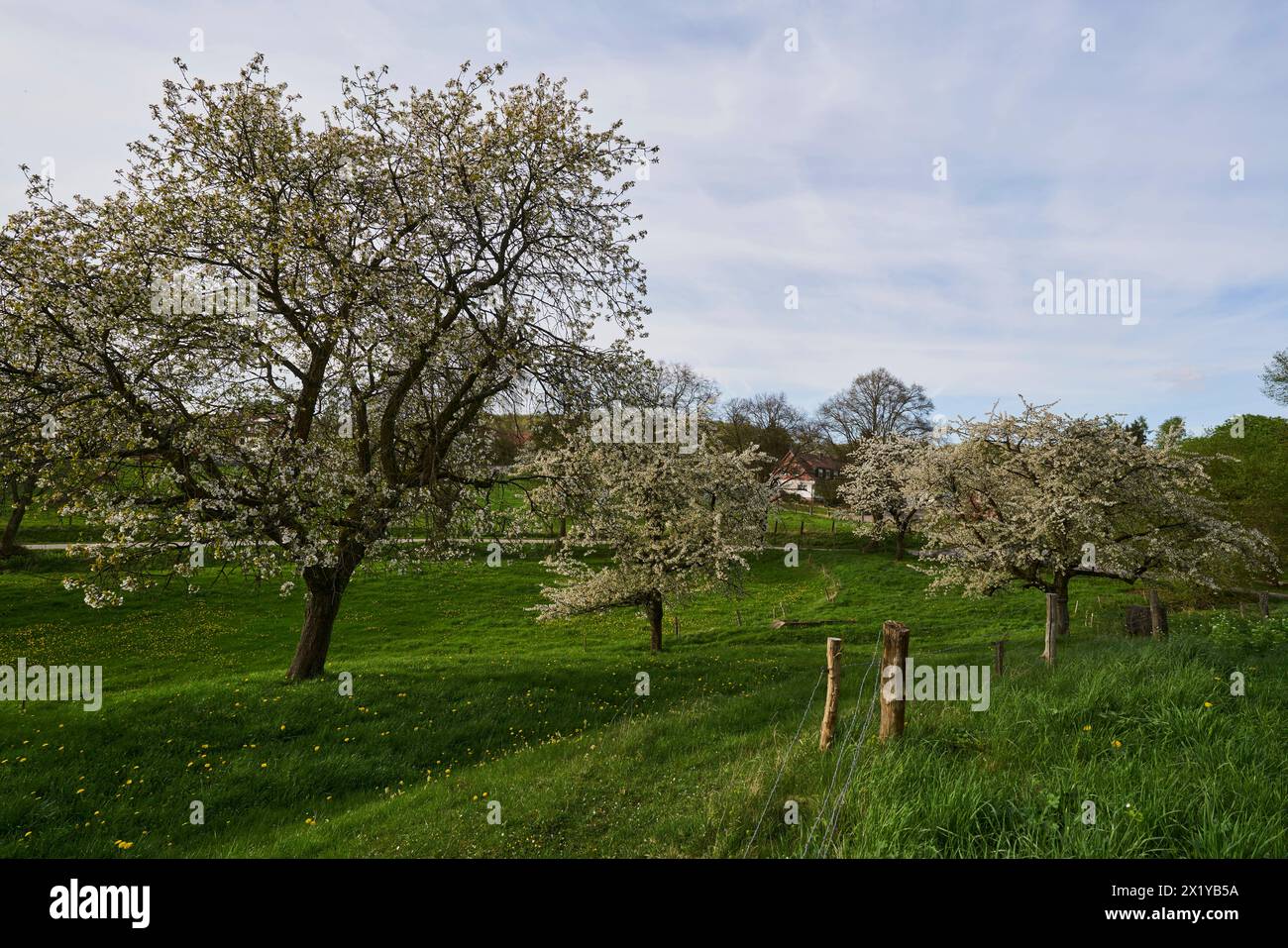 Obstbaeume bluehen am 14.04.2024 auf einer Streuobstwiese in Wiedigshof ...