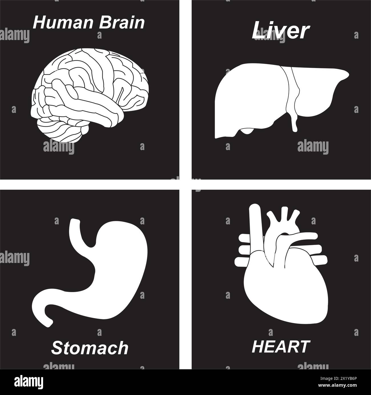 Human body illustration simple organs hi-res stock photography and ...