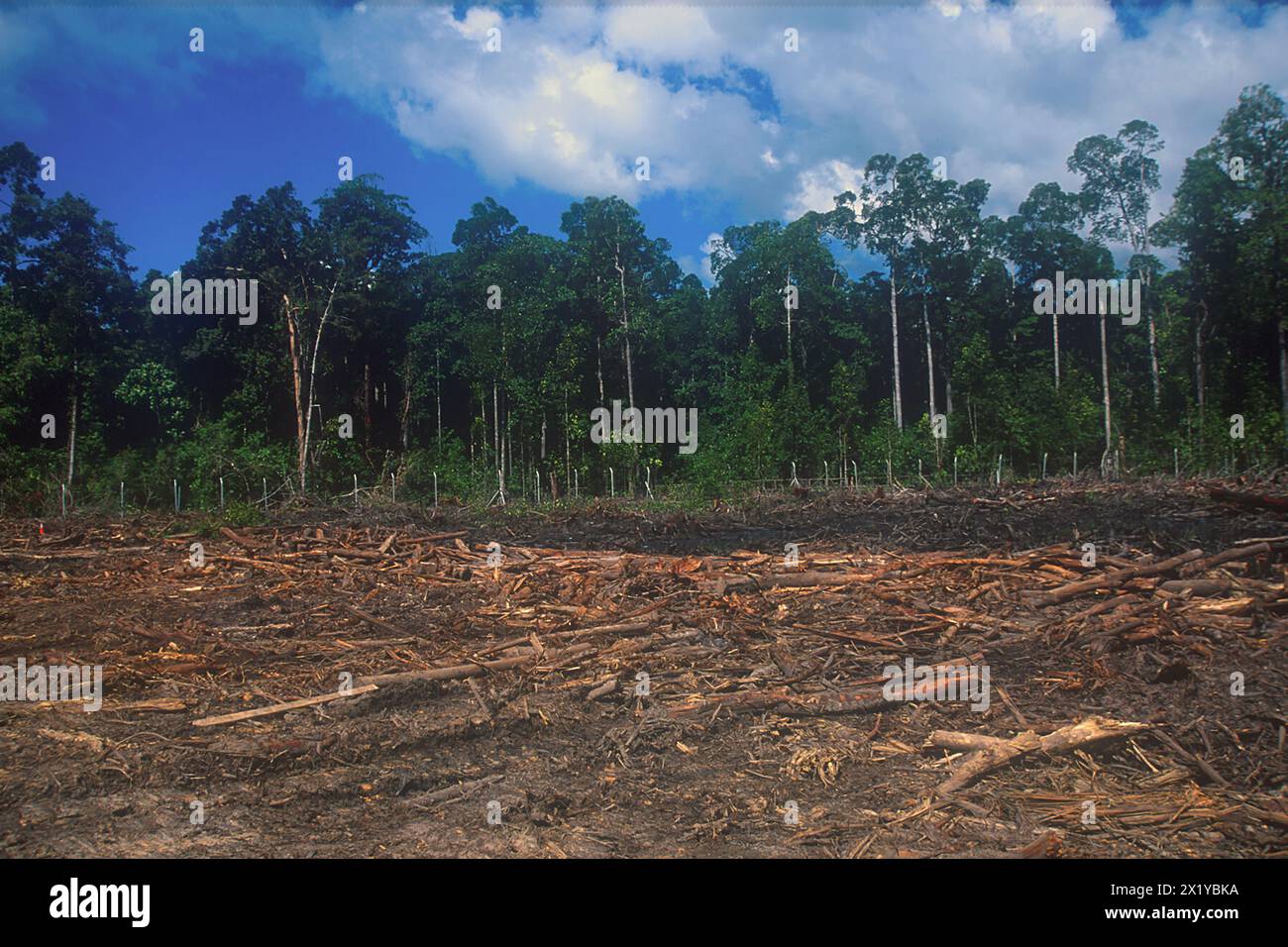 Deforested section for building, Tanah Merah Baru site for relocated ...