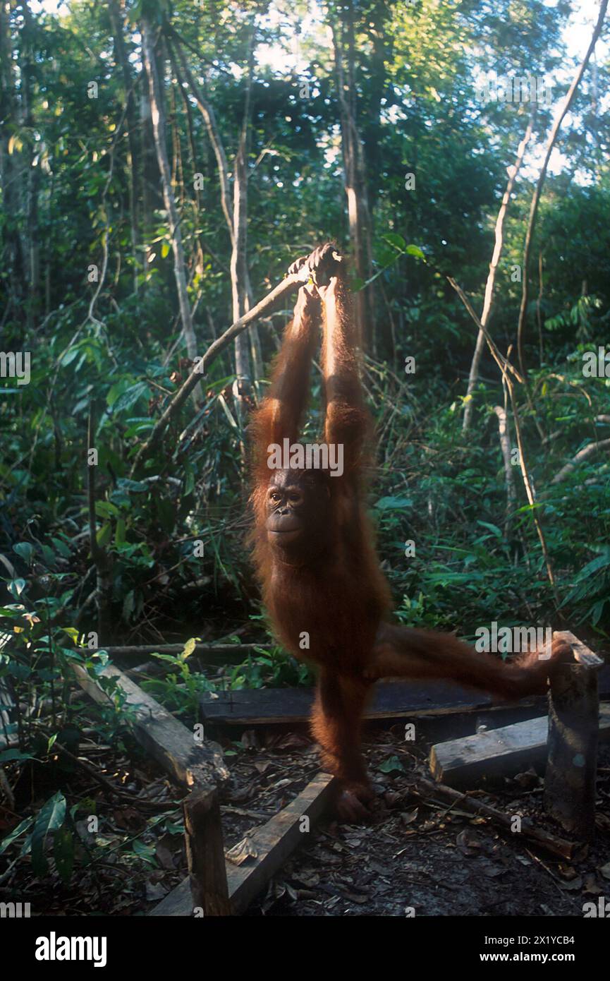 Bornean Orangutan, Pongo pygmaeus, on ground, Critically Endangered ...