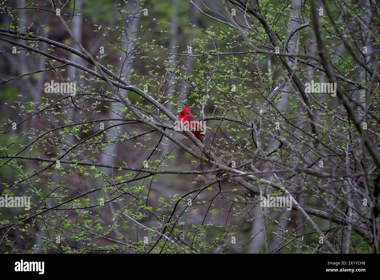 Male Northern Cardinal in Pennsylvania Stock Photo - Alamy