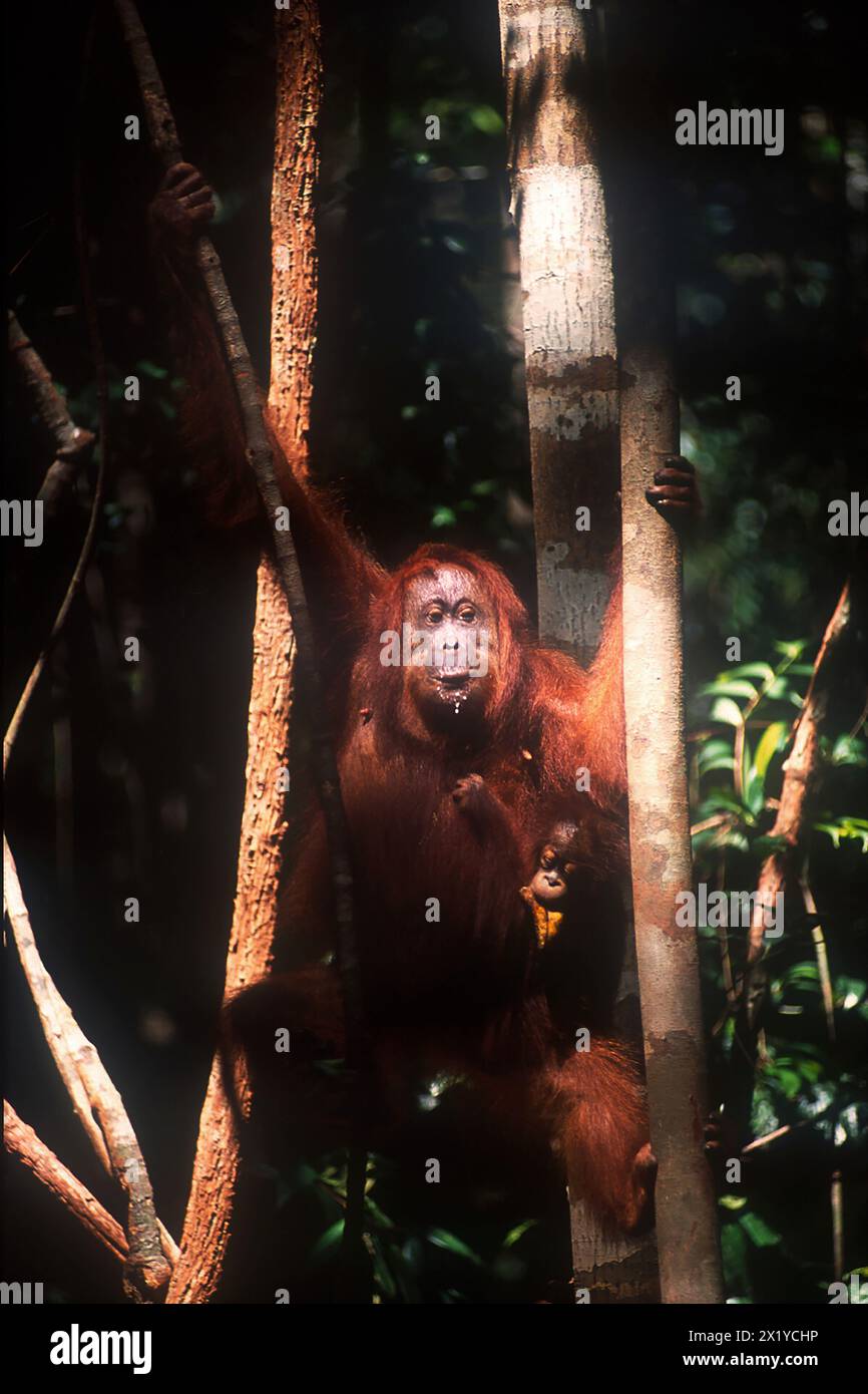 Female Bornean Orangutan, Pongo pygmaeus, with young baby, Critically ...