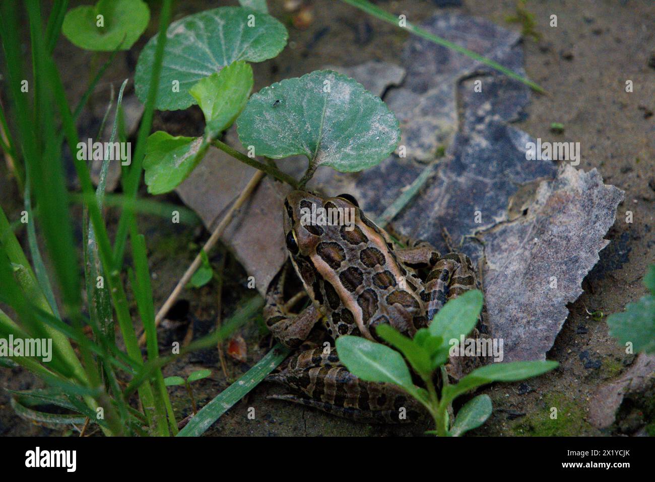 Northern Leopard Frog in Pennsylvania Stock Photo - Alamy