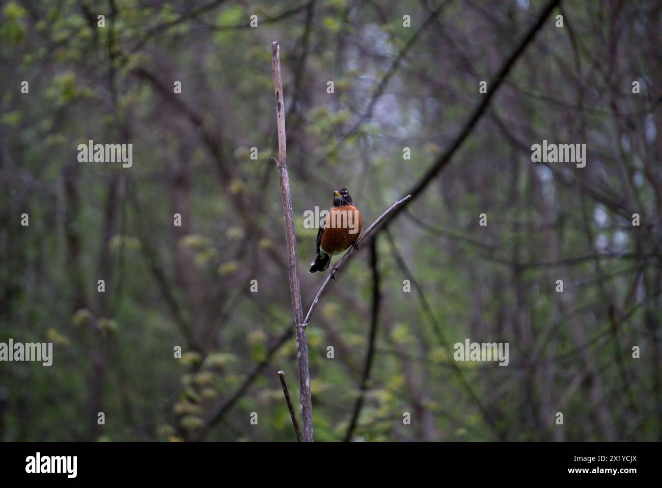 Eastern Robin in Pennsylvania Stock Photo - Alamy