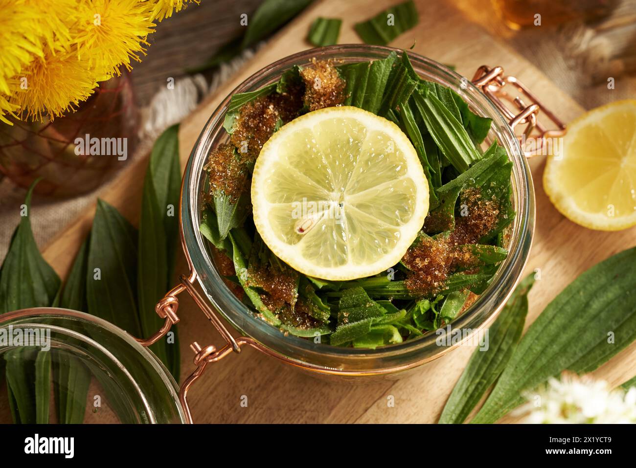 Preparation of ribwort plantain syrup for cough from fresh Plantago ...