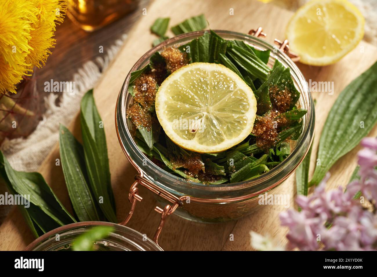 Preparation of ribwort plantain syrup for cough from fresh leaves, cane ...