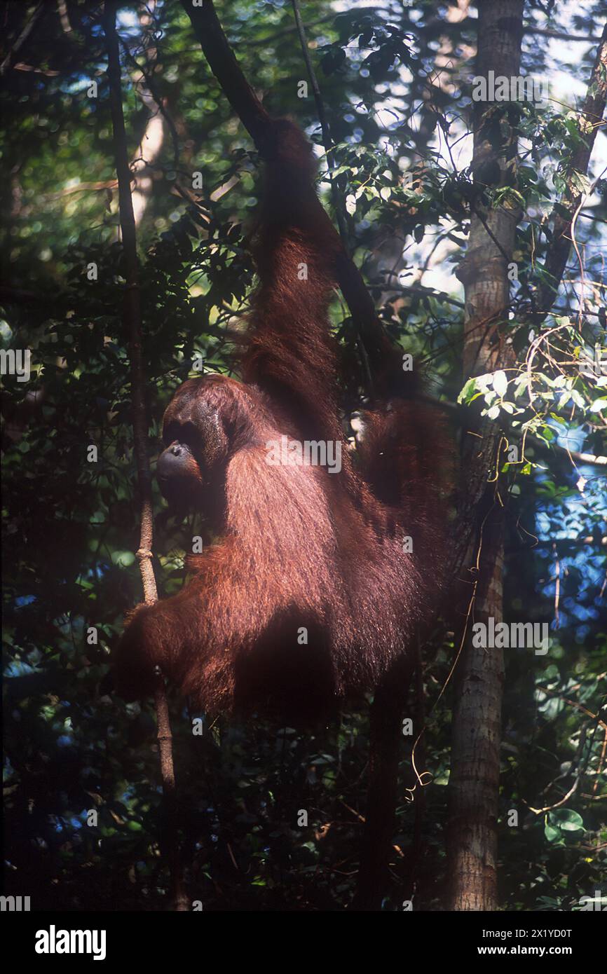 UNESCO Biosphere Reserve; UNESCO; Biosphere Reserve; Indonesia ...