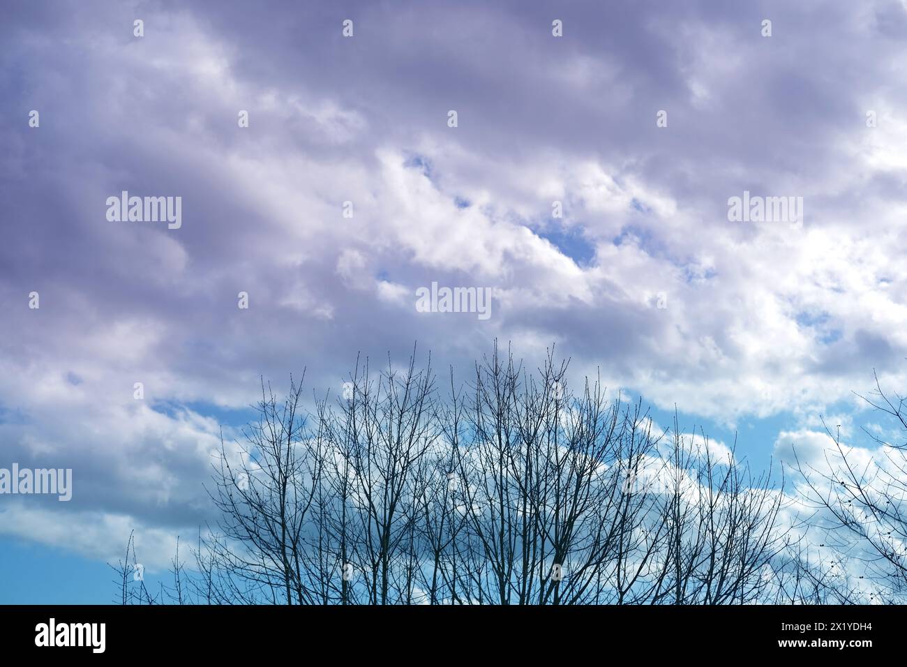 blue spring sky, white clouds are flying, birds, thin branches of a ...
