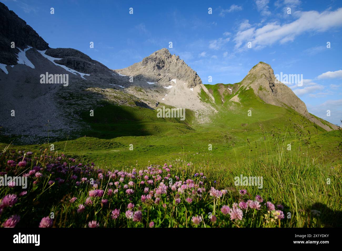 Alpine roses in the mountains hi-res stock photography and images - Alamy