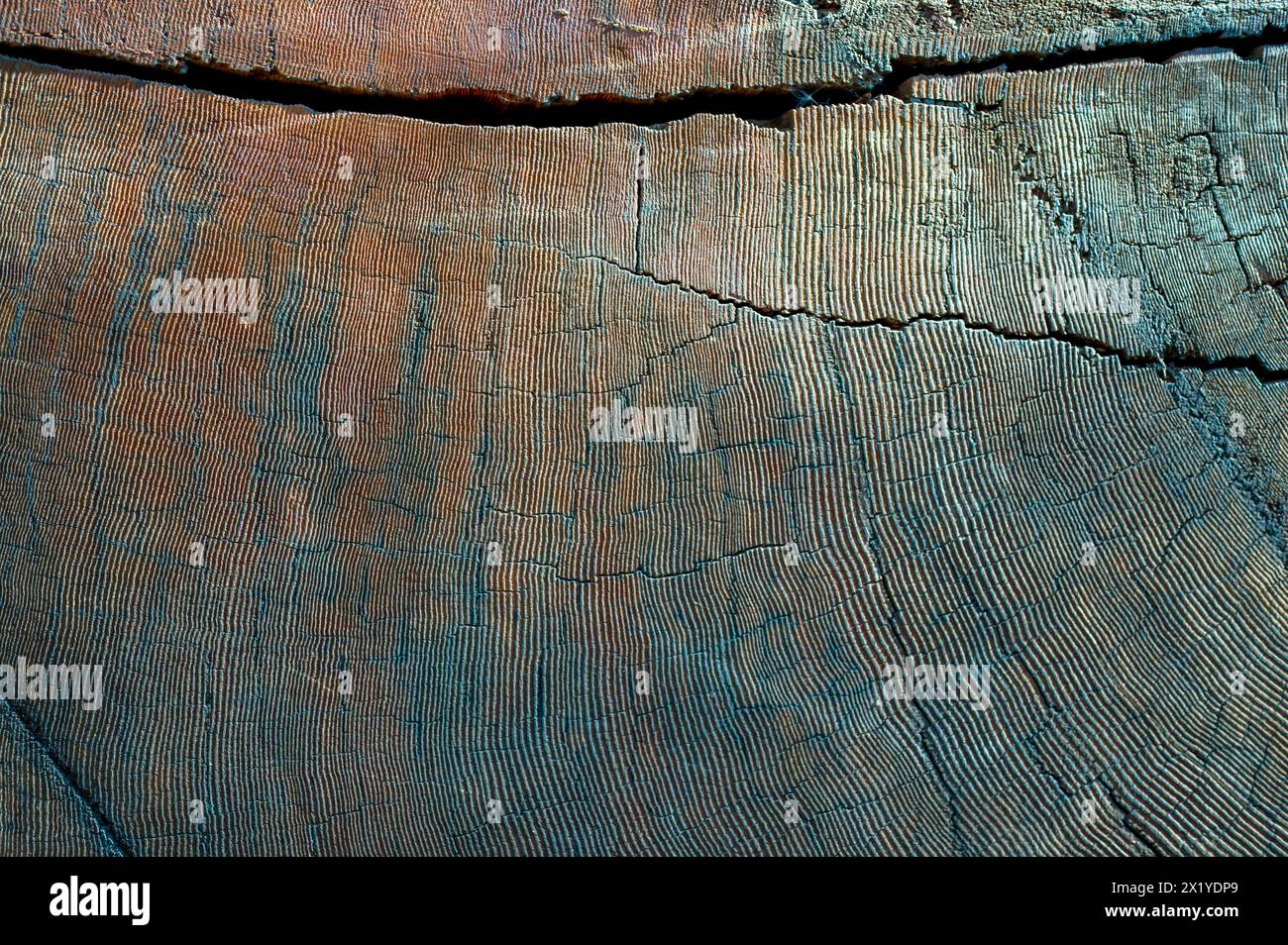 Cross section of a giant ancient sequoia tree cut on the west coast of ...