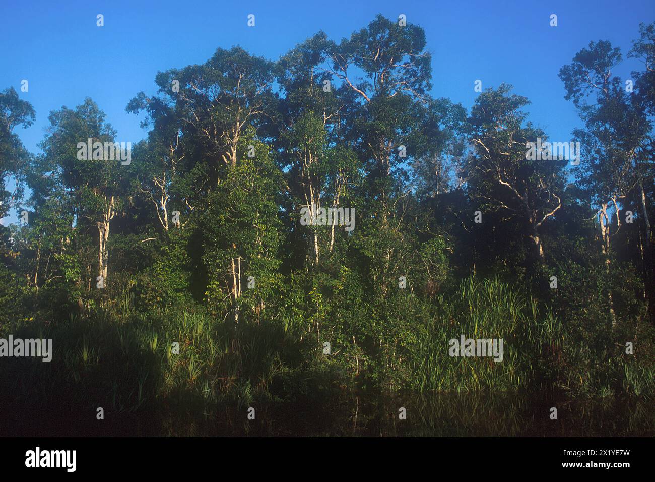 Rainforest along Sekonyer River, Camp Leakey, Tanjung Puting National ...