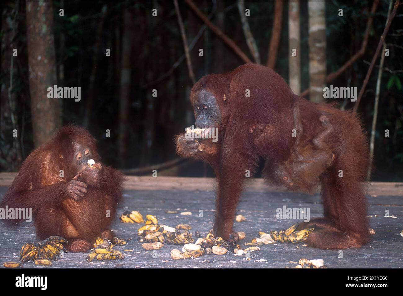 Bornean Orangutan, Pongo pygmaeus, with juvenile eating, Critically ...