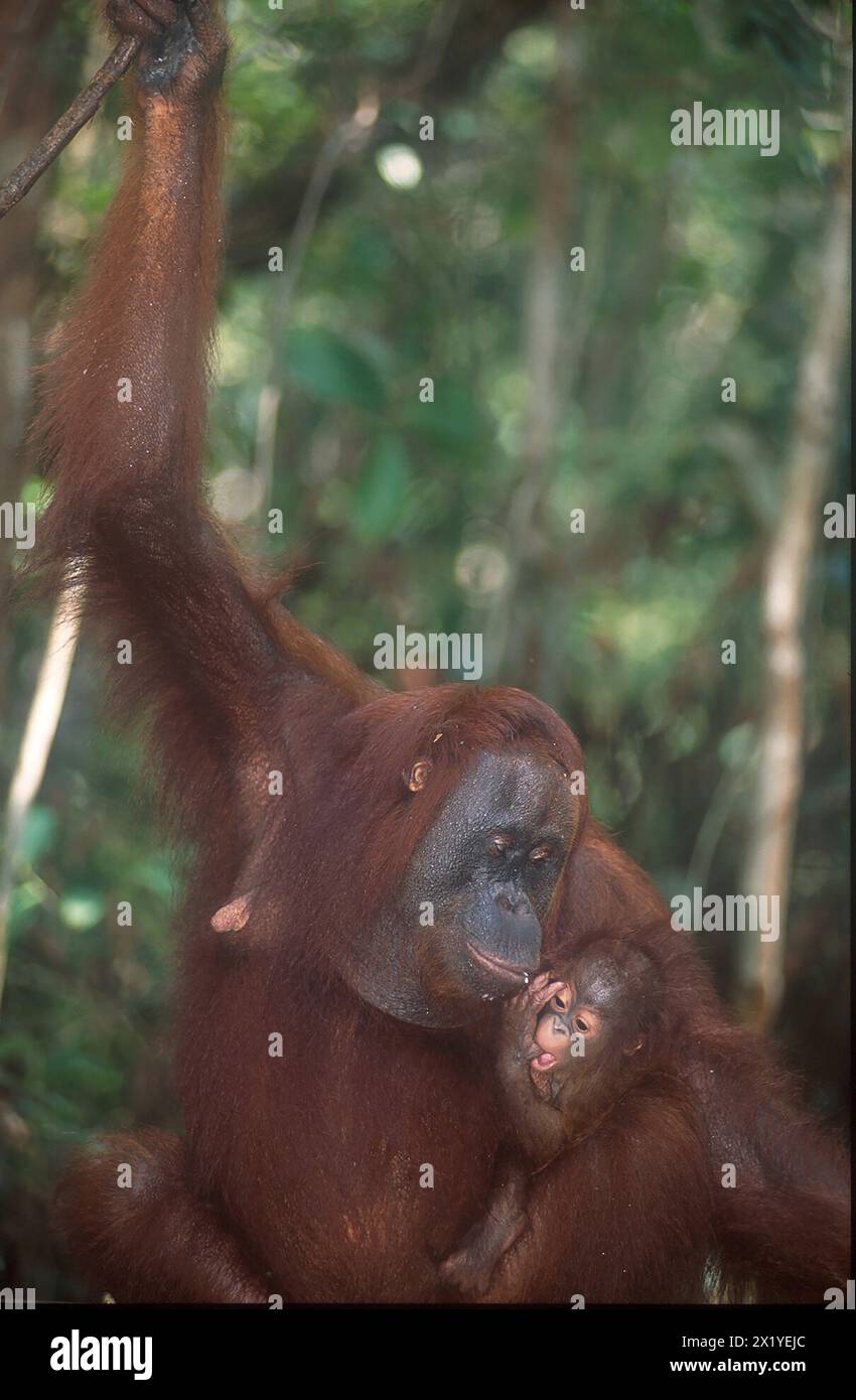 Female Bornean Orangutan, Pongo pygmaeus, with young baby, Critically ...