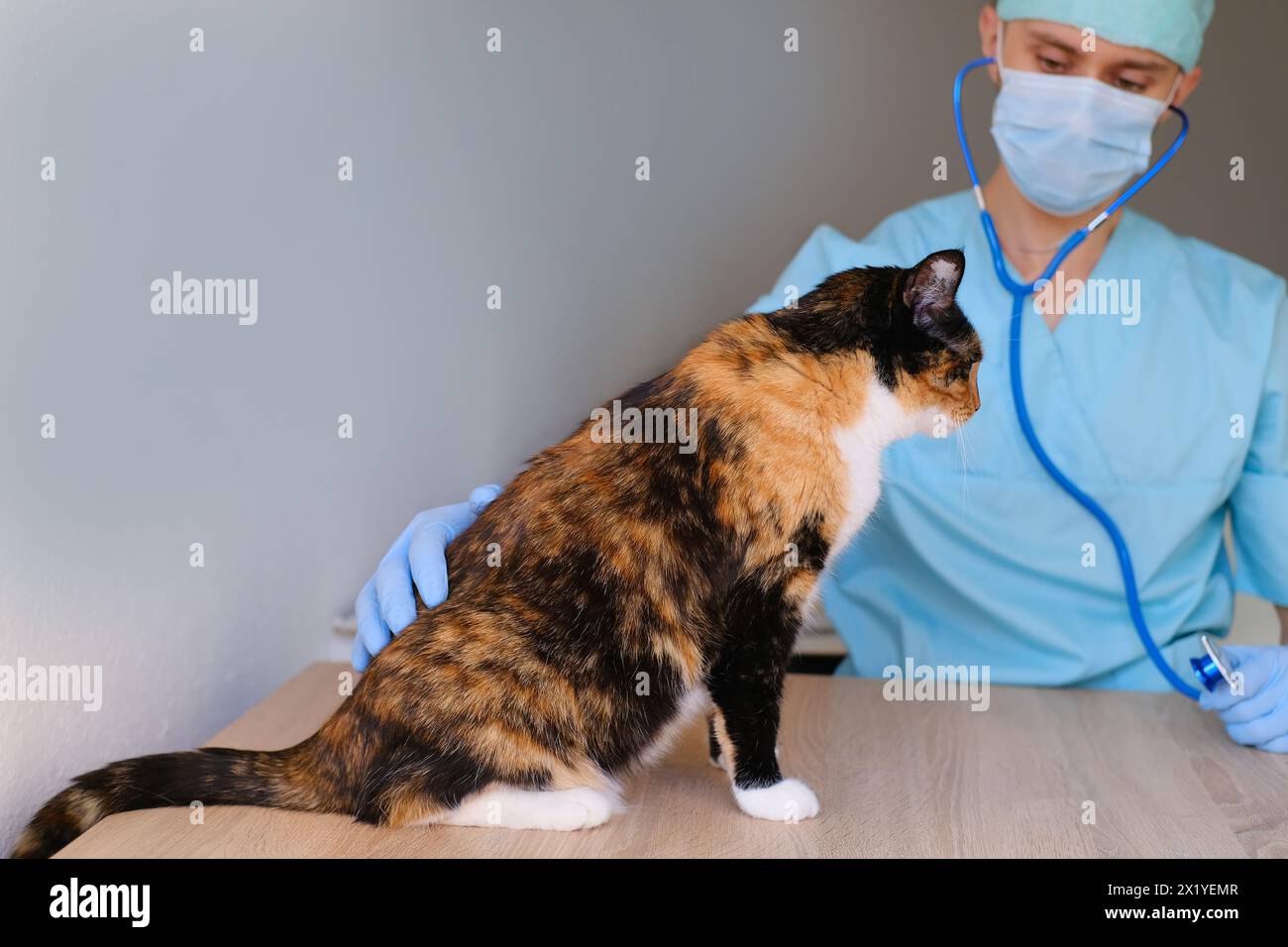 male doctor, veterinarian in mask, with a stethoscope in veterinary ...