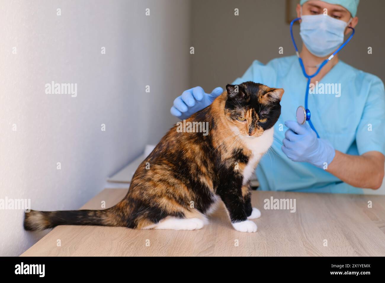 male doctor, veterinarian in mask, with a stethoscope in veterinary ...