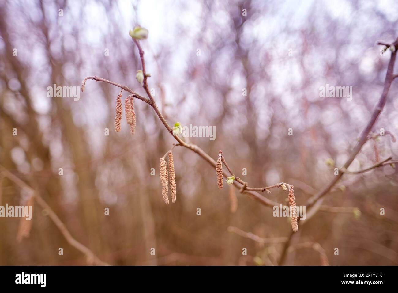 spring flowering trees of the genus Alder, Alnus, light brown catkins ...