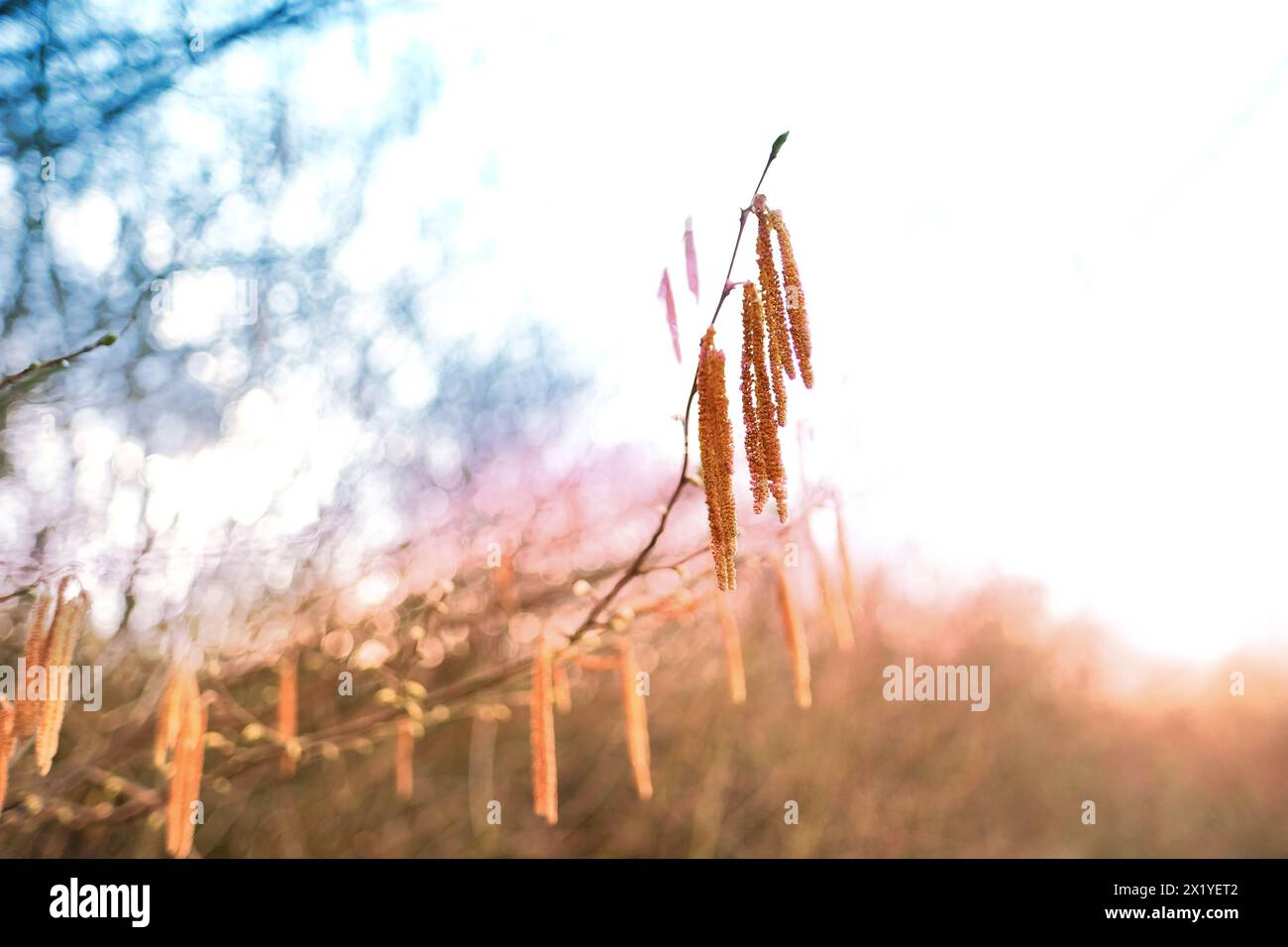 spring flowering trees of the genus Alder, Alnus, light brown catkins ...