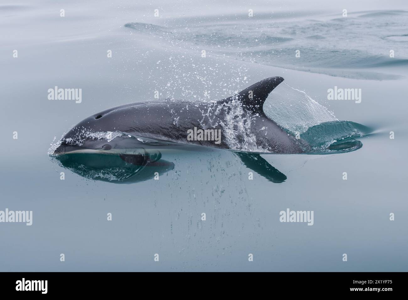 Atlantic canada dolphin hi-res stock photography and images - Alamy