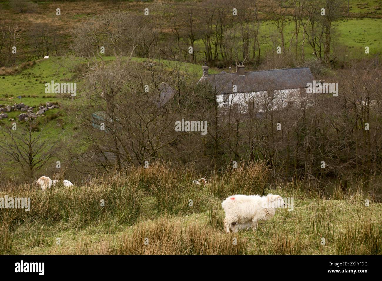 Yr Wyddfa nature reserve Stock Photo - Alamy