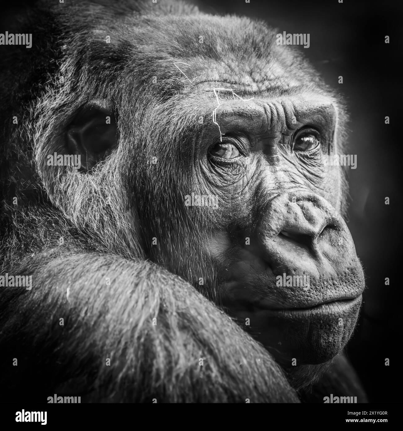 Zürich fauna Black and White Stock Photos & Images - Alamy