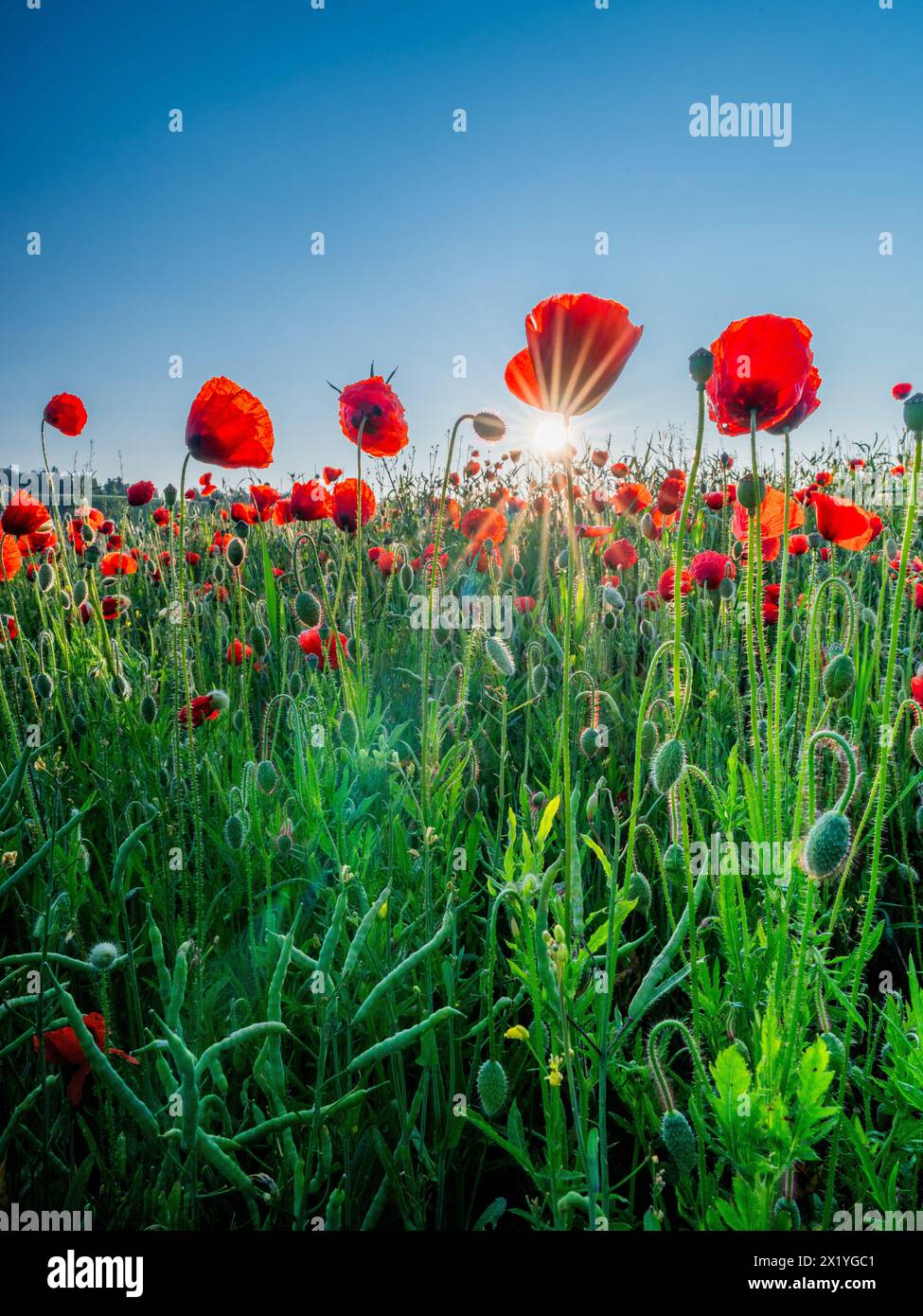 summer splendor; Switzerland, Canton of Zurich Stock Photo - Alamy