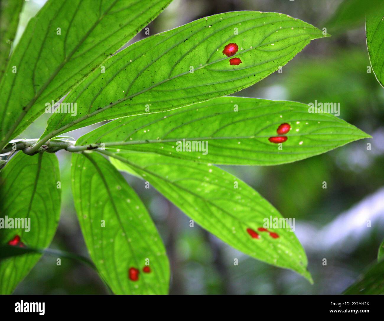 Columnea consanguinea, Gesneriaceae. Arenal, Costa Rica, Central ...