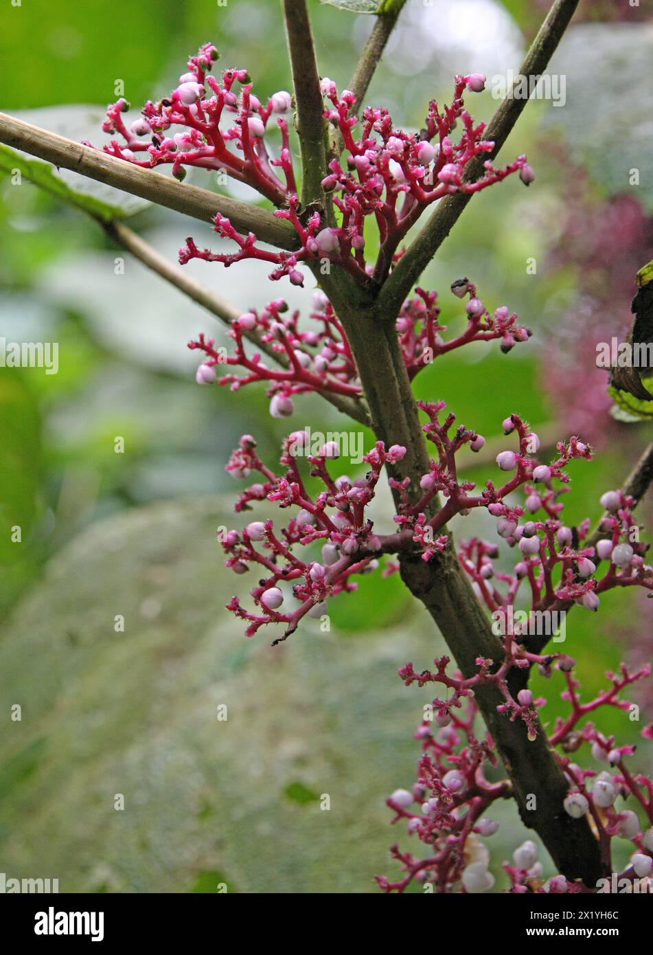 Scratchbush, Urera baccifera, Urticaceae. Arenal Volcano National park ...