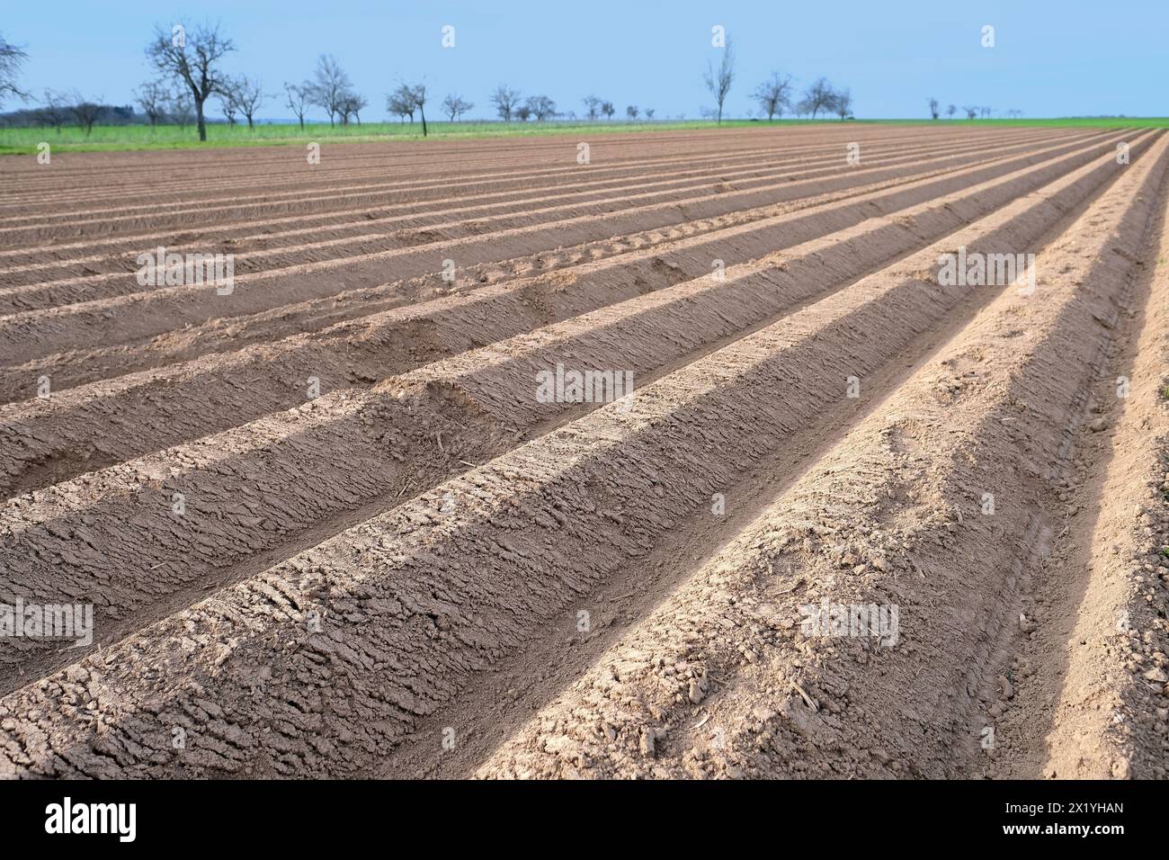 plowed and potato-planted fields, farmland of farmers, long rows of ...