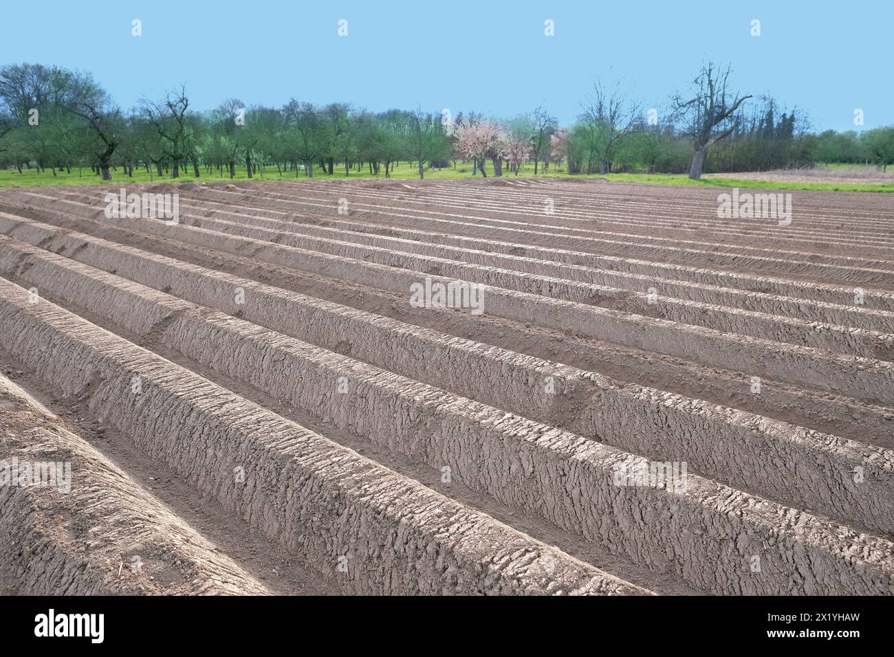 plowed and potato-planted fields, farmland of farmers, long rows of ...