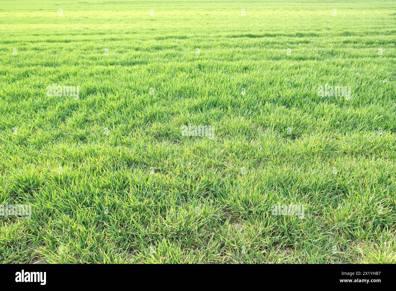 plowed and sown grain crops, wheat fields, farmland of farmers, long ...