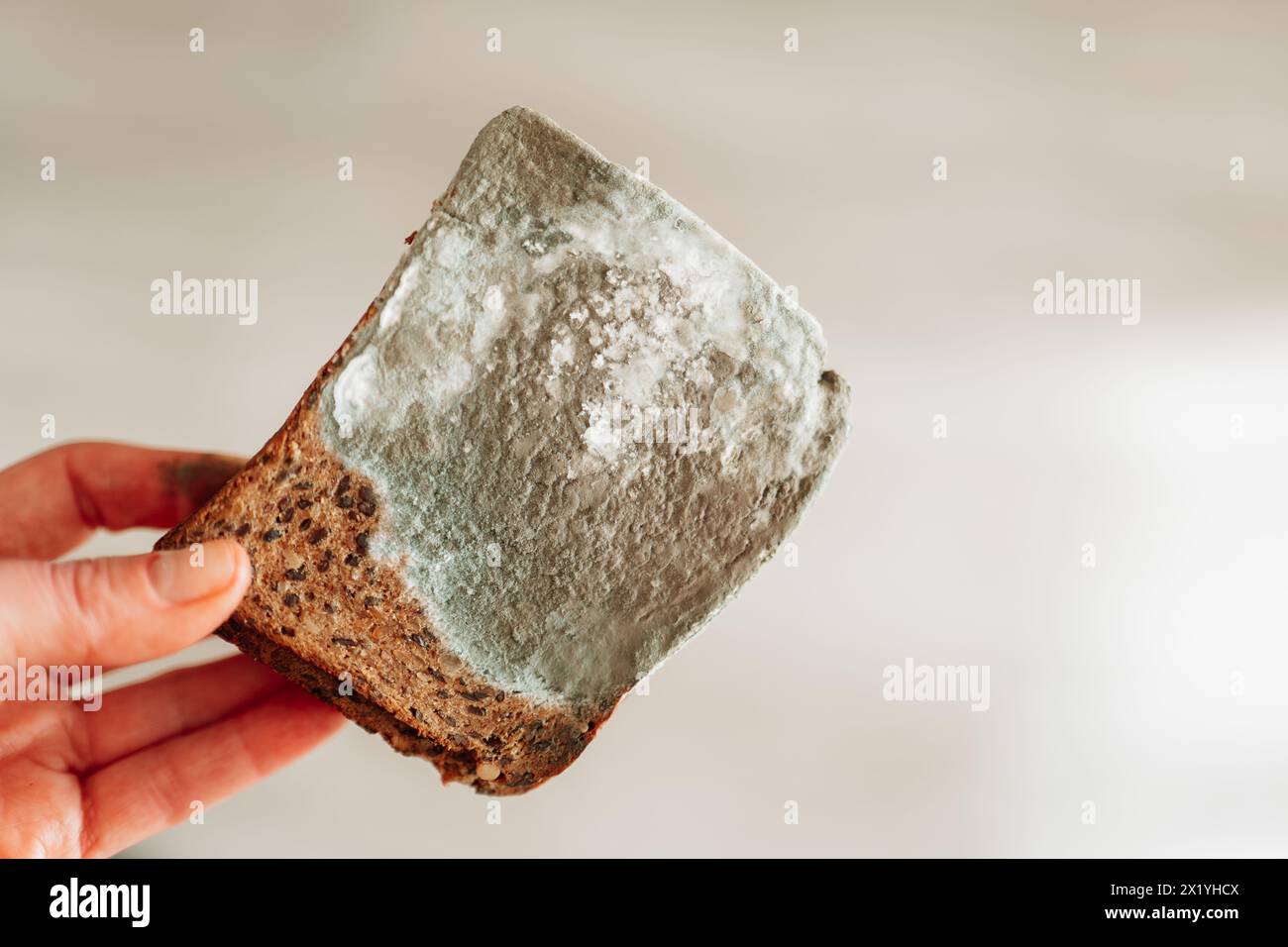 Mold stains on whole grain bread in hands close-up.Spoiled baked goods ...