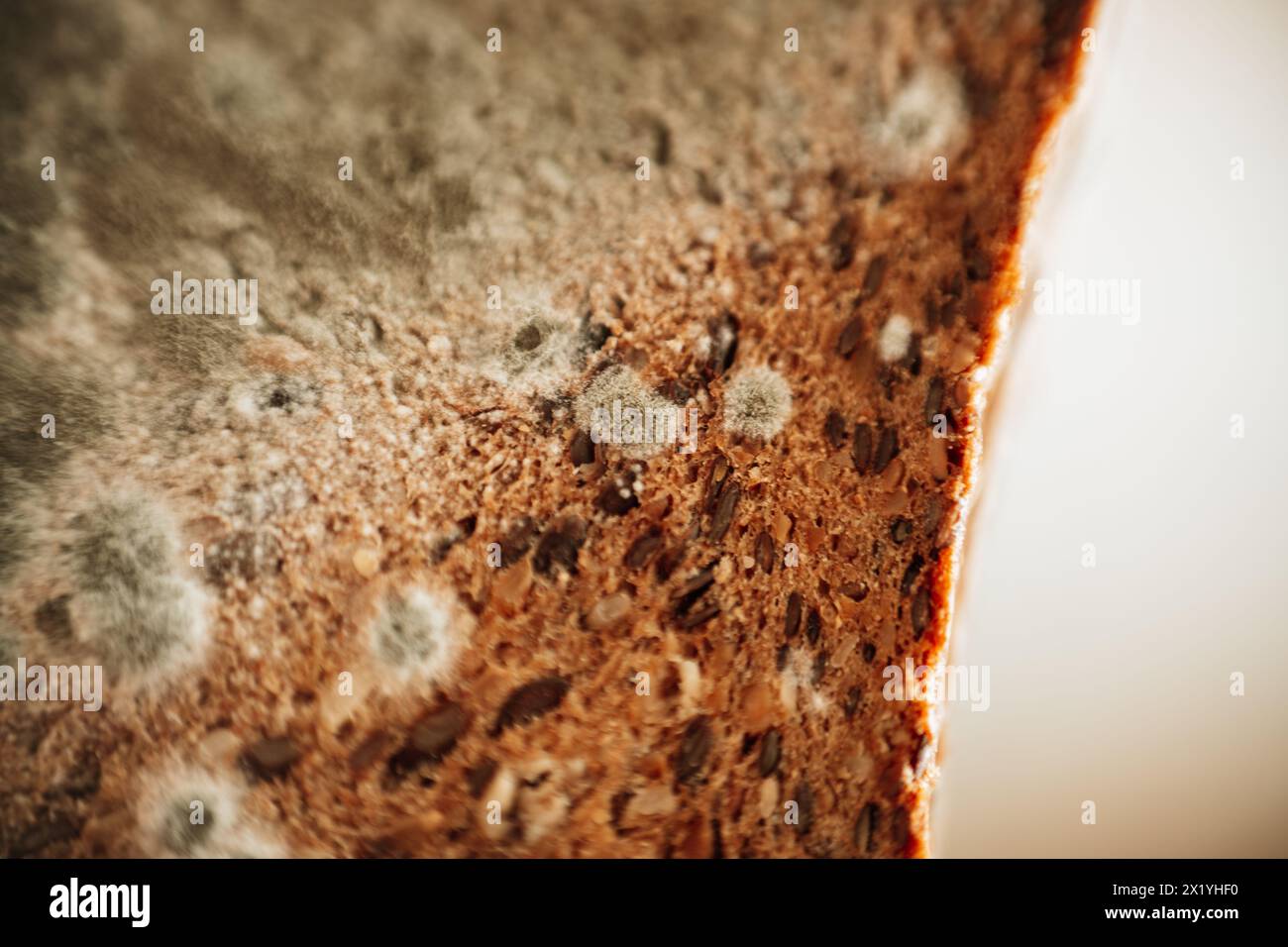 Mold on bread.Spoiled baked goods.Stale bread. Whole grain bread in ...