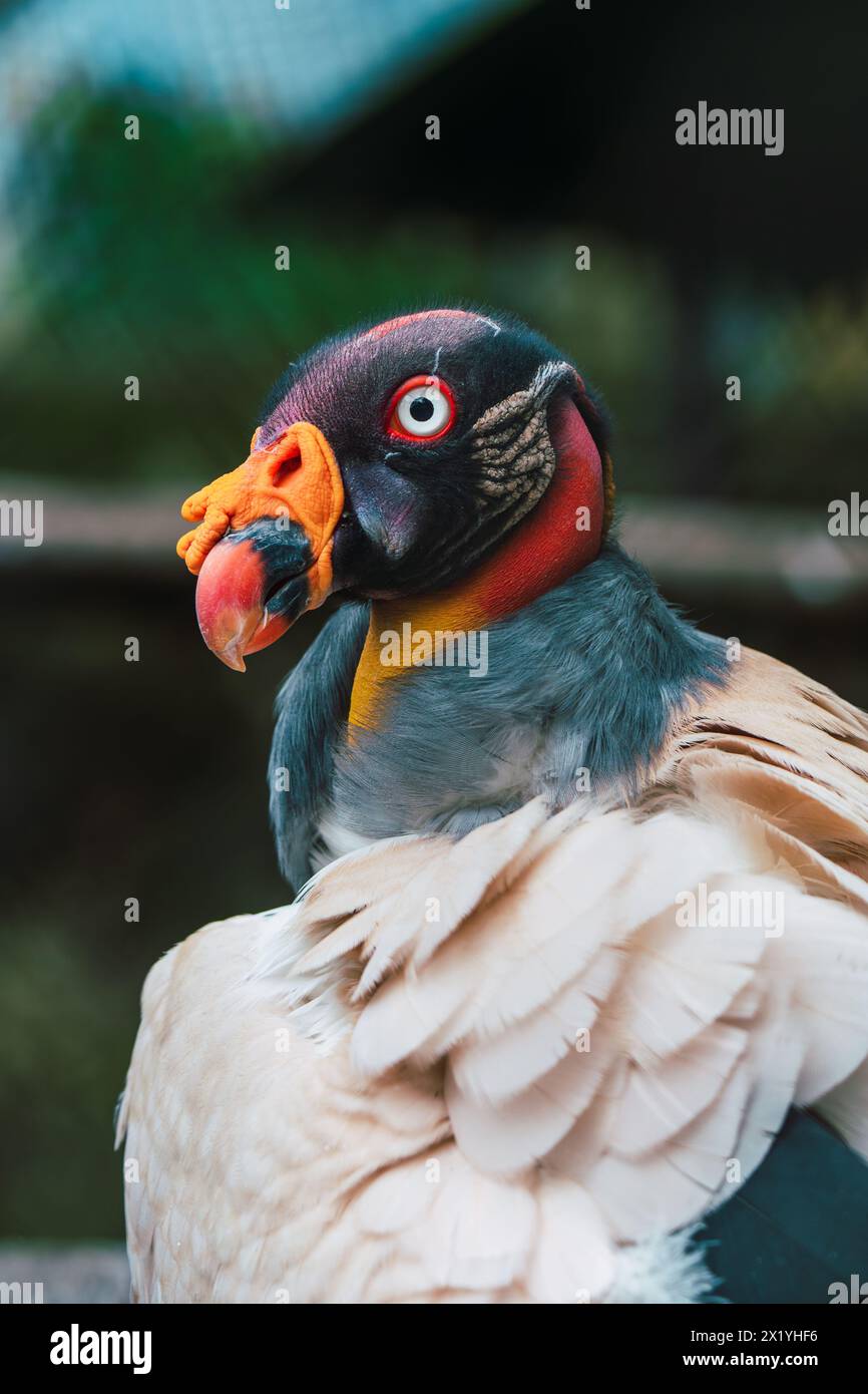 A regal king vulture poses in a zoo, displaying its strikingly colorful ...