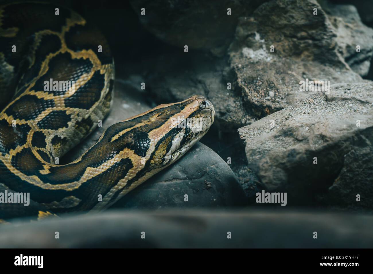 A Burmese python lies coiled among rocks, showcasing its scales in a ...