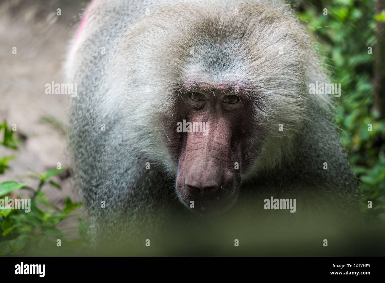 A baboon's intense stare captured from behind foliage in a zoo ...