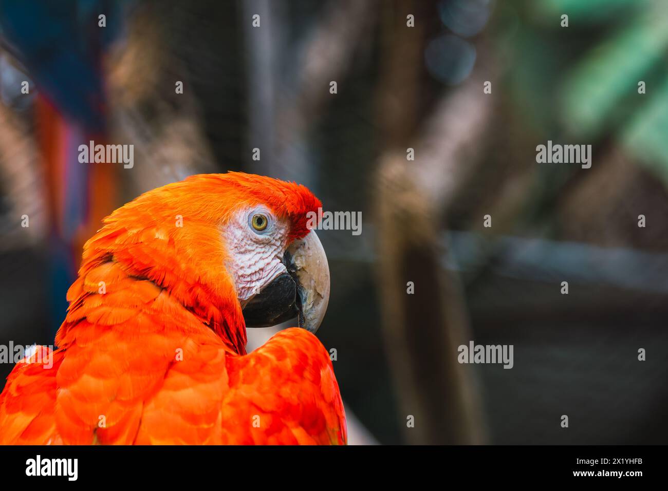 A scarlet macaw preens its bright orange feathers, adding a splash of ...