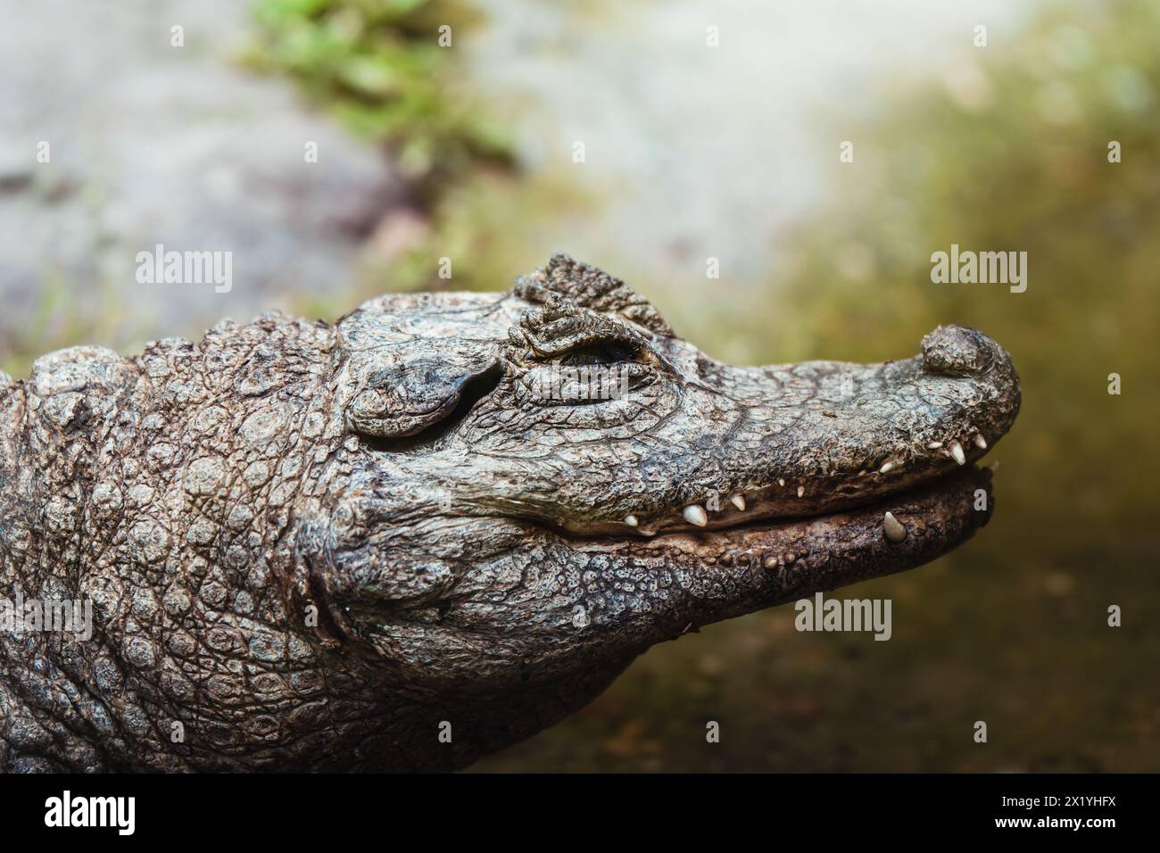 A profile view of a crocodile resting, showcasing its textured skin in ...